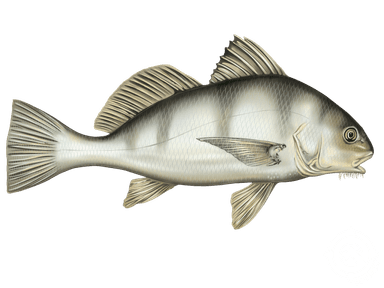 Panama City Beach Fish Species Guide | What You Can Catch