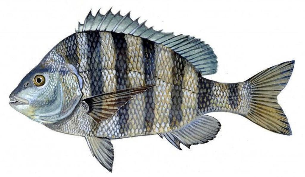 Panama City Beach Fish Species Guide | What You Can Catch